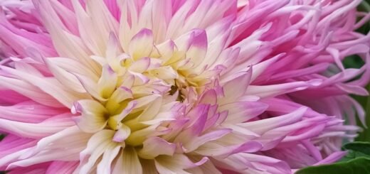 Dahlia 'Magenta Star' - growing guides