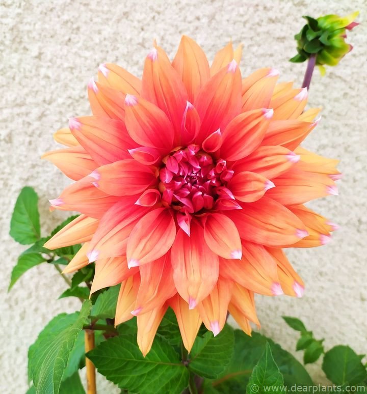 How to plant Dahlia 'Color spectable' - Dear Plants