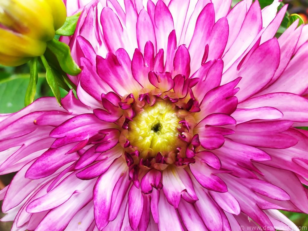 How to plant Dahlia 'Gabriella' - Dear Plants