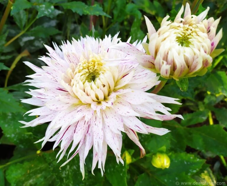 How to plant Dahlia 'Smokey' - Dear Plants