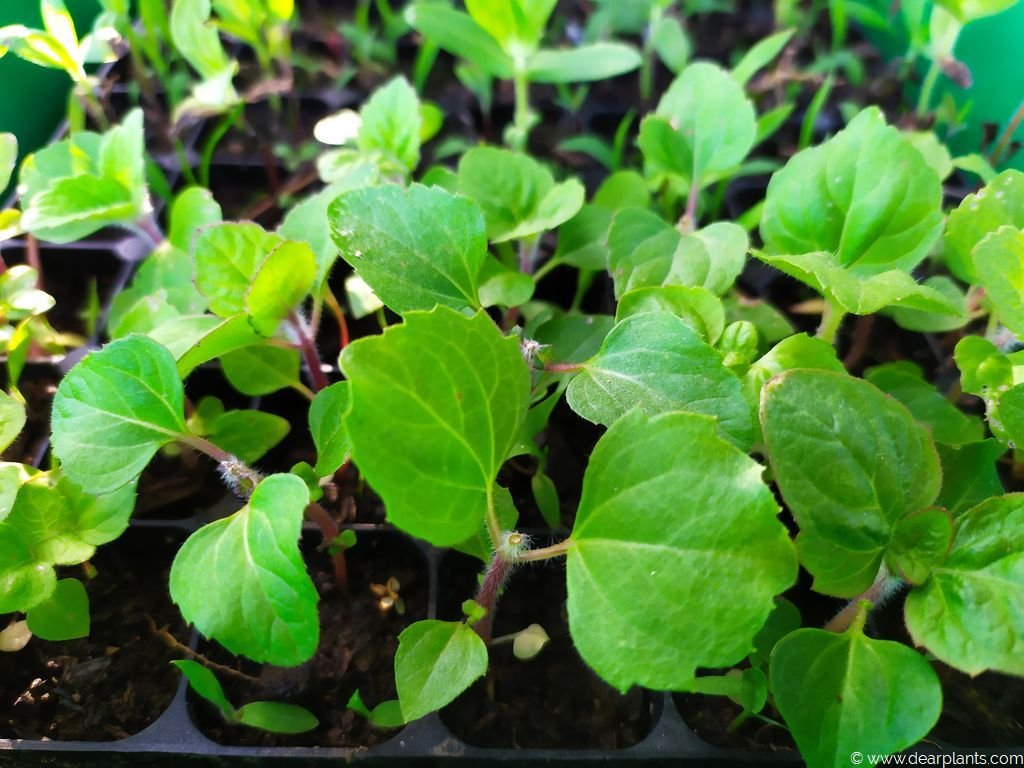 How to plant Floss Flower (Ageratum houstonianum) - Dear Plants