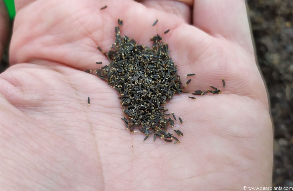 How to plant Floss Flower (Ageratum houstonianum) - Dear Plants