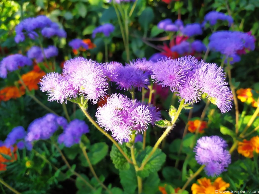 How to plant Floss Flower (Ageratum houstonianum) - Dear Plants