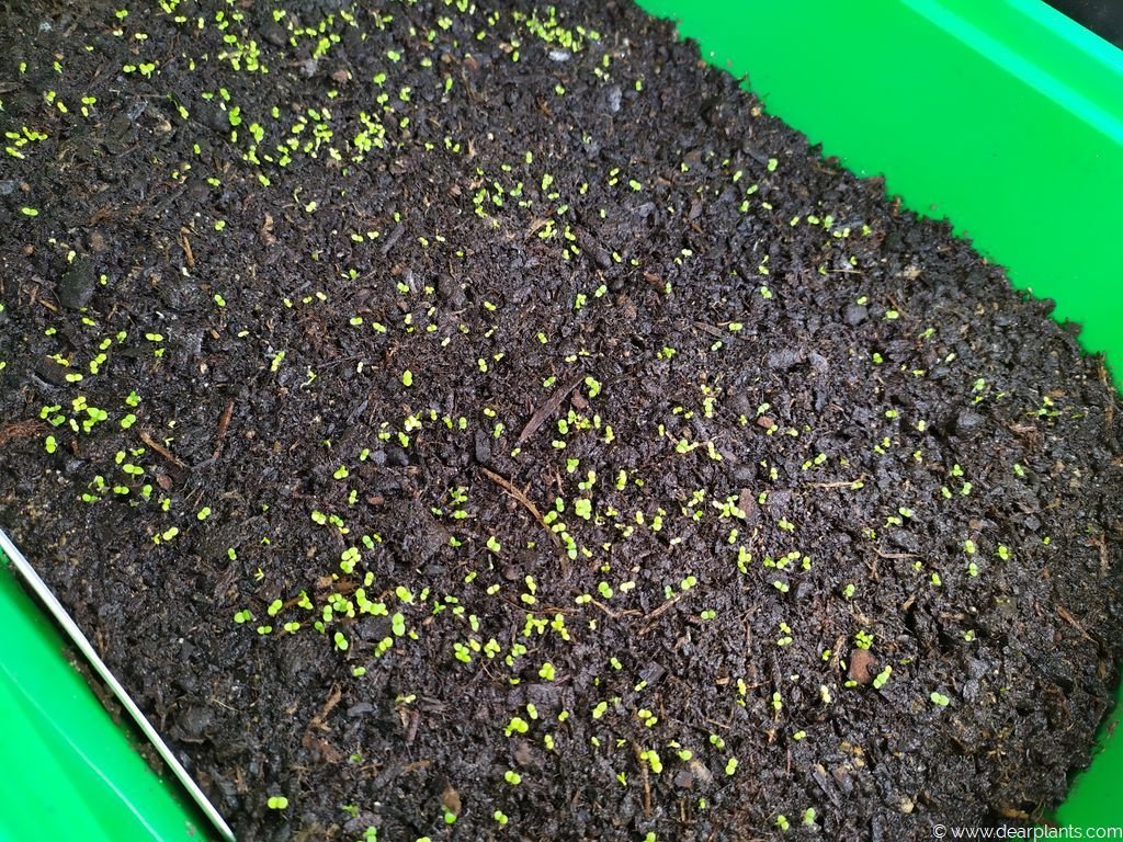 How to plant Floss Flower (Ageratum houstonianum) - Dear Plants