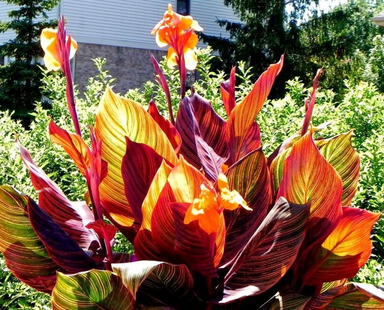 How to plant Indian shot (Canna indica) - Dear Plants