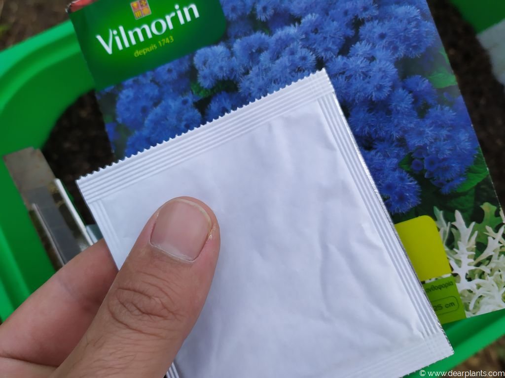How to plant Floss Flower (Ageratum houstonianum) - Dear Plants