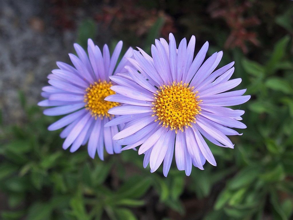 How to plant Alpine aster (Aster alpinus) - Dear Plants