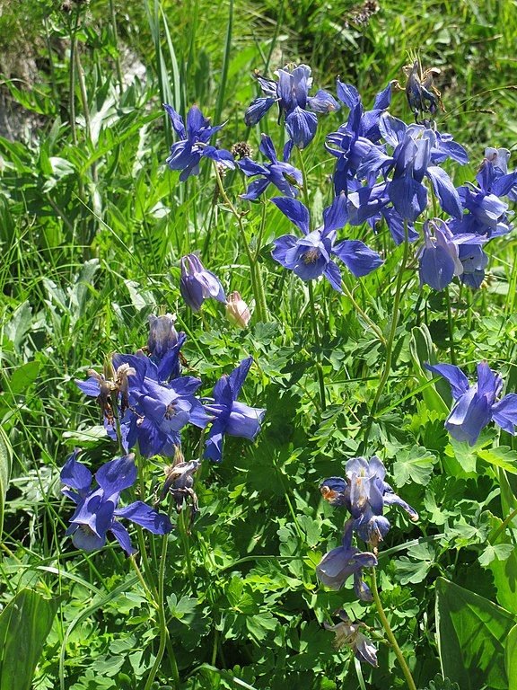 How to plant Alpine columbine (Aquilegia alpina) - Dear Plants