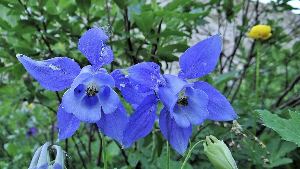 How to plant Alpine columbine (Aquilegia alpina) - Dear Plants