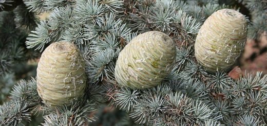 Golden Atlas cedar (Cedrus atlantica 'Aurea') - growing guides