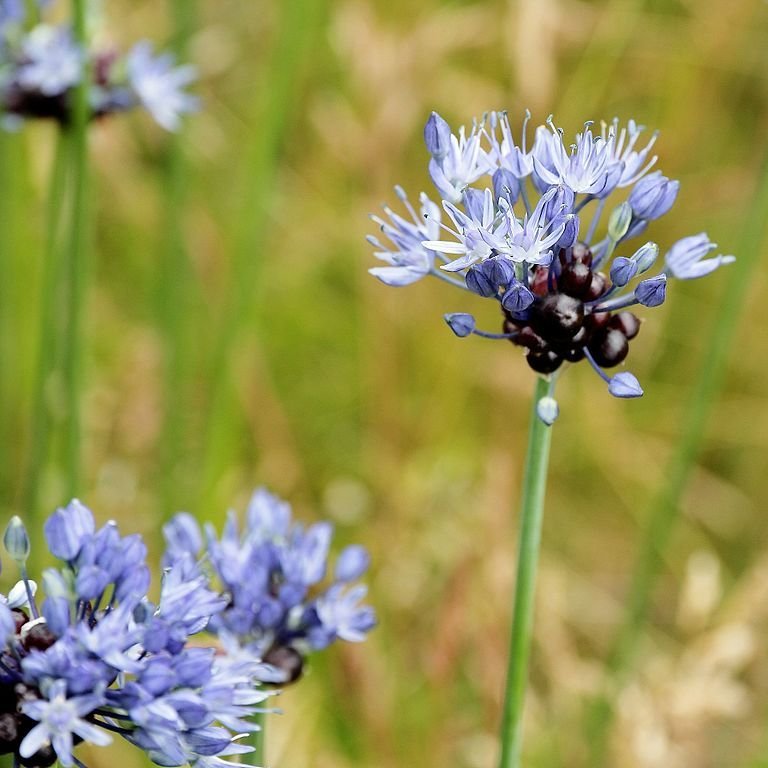 How to plant Azure-flowered garlic (Allium caeruleum) - Dear Plants