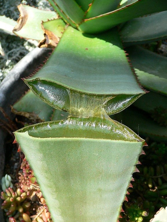 How to plant Barbados aloe (Aloe vera) - Dear Plants