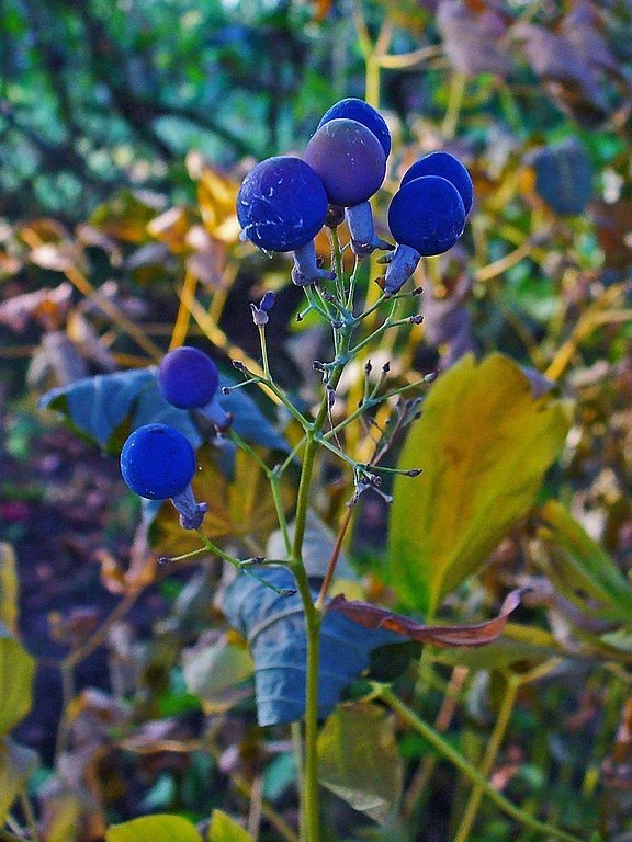 How to plant Blue cahosh (Caulophyllum thalictroides) - Dear Plants