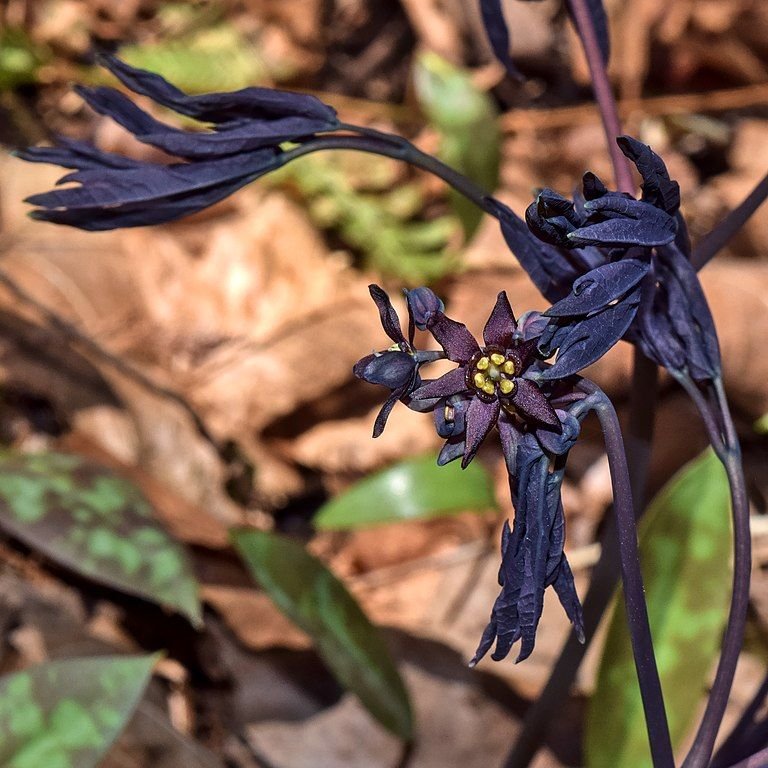 How to plant Blue cahosh (Caulophyllum thalictroides) - Dear Plants