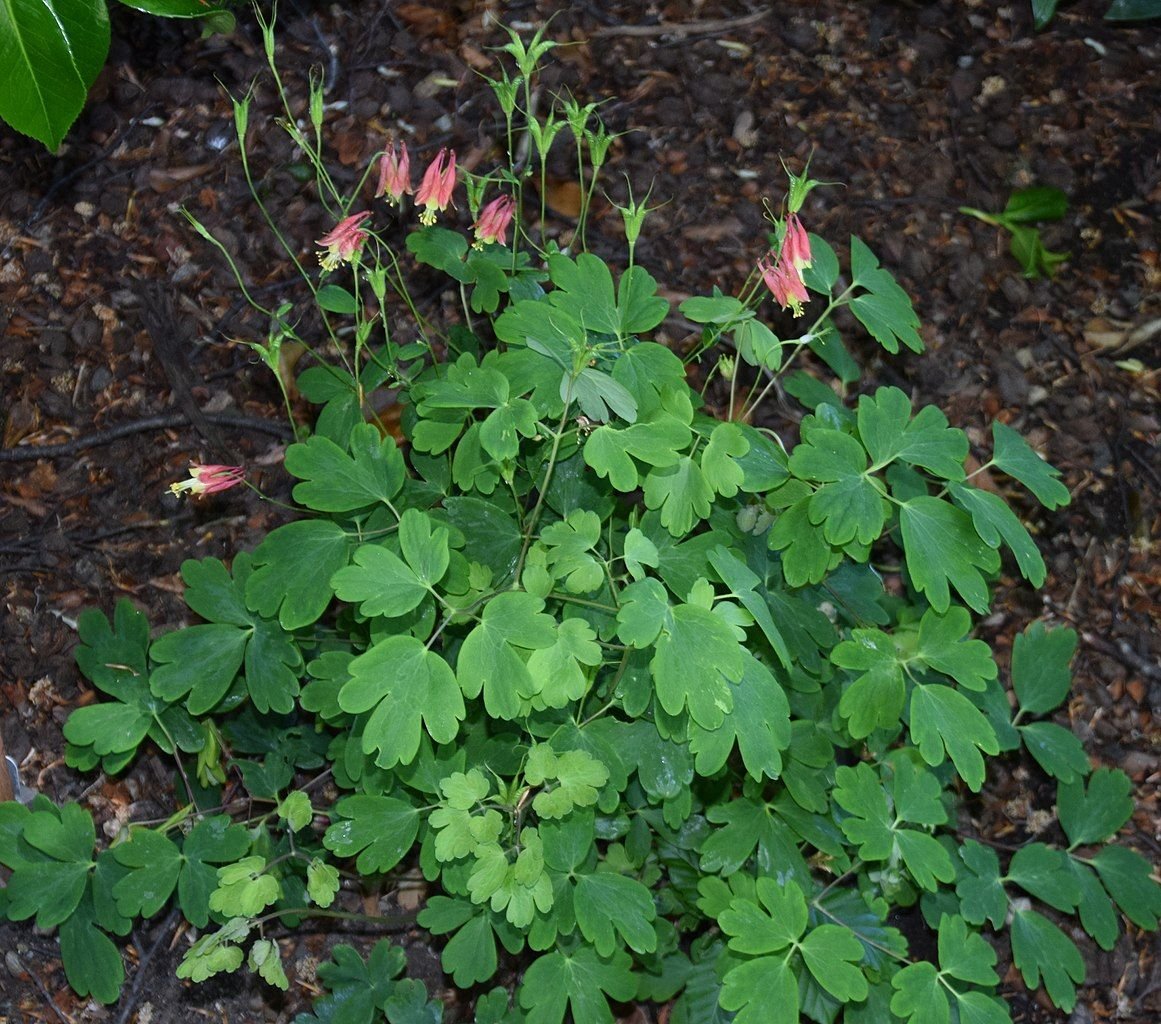 How to plant Canadian columbine (Aquilegia canadensis) - Dear Plants