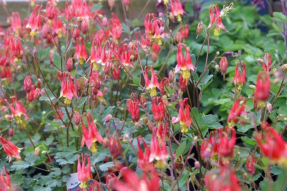 How to plant Canadian columbine (Aquilegia canadensis) - Dear Plants