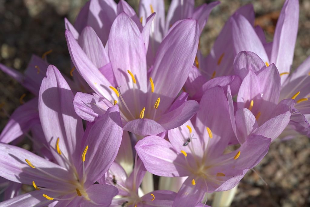 How to plant Cilician meadow saffron (Colchicum cilicicum) - Dear Plants