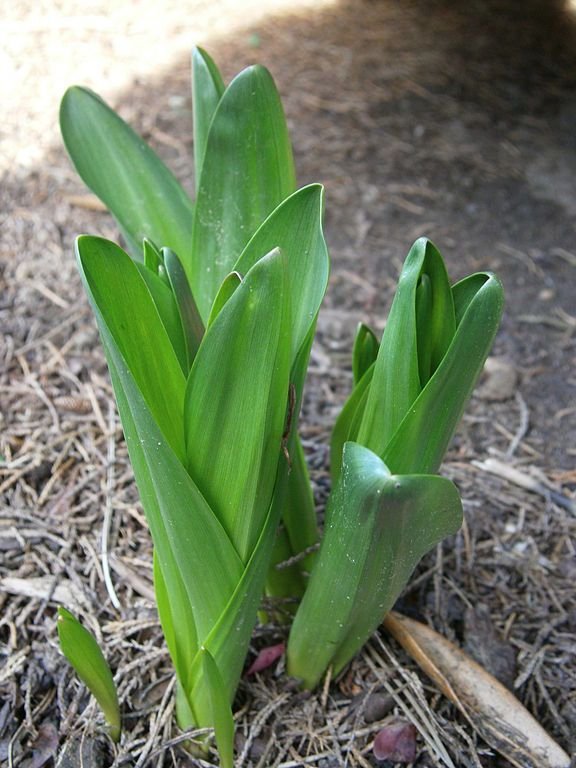 How to plant Cilician meadow saffron (Colchicum cilicicum) - Dear Plants