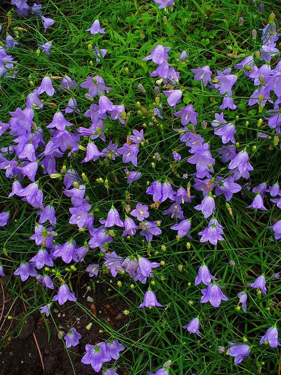How to plant Common harebell (Campanula rotundifolia) - Dear Plants