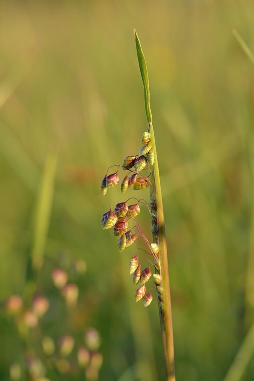 How to plant Common quaking grass (Briza media) - Dear Plants