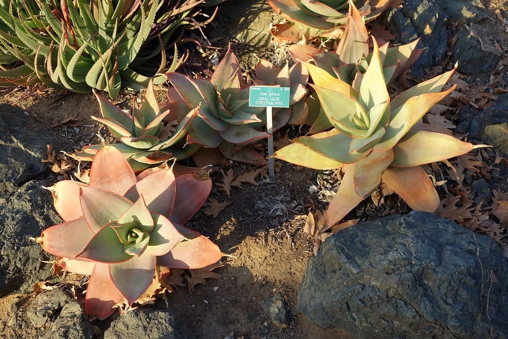 How to plant Coral aloe (Aloe striata) - Dear Plants