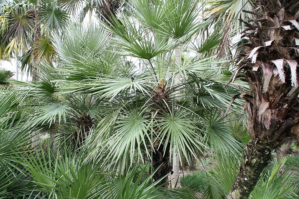 How to plant Dwarf fan palm (Chamaerops humilis) - Dear Plants