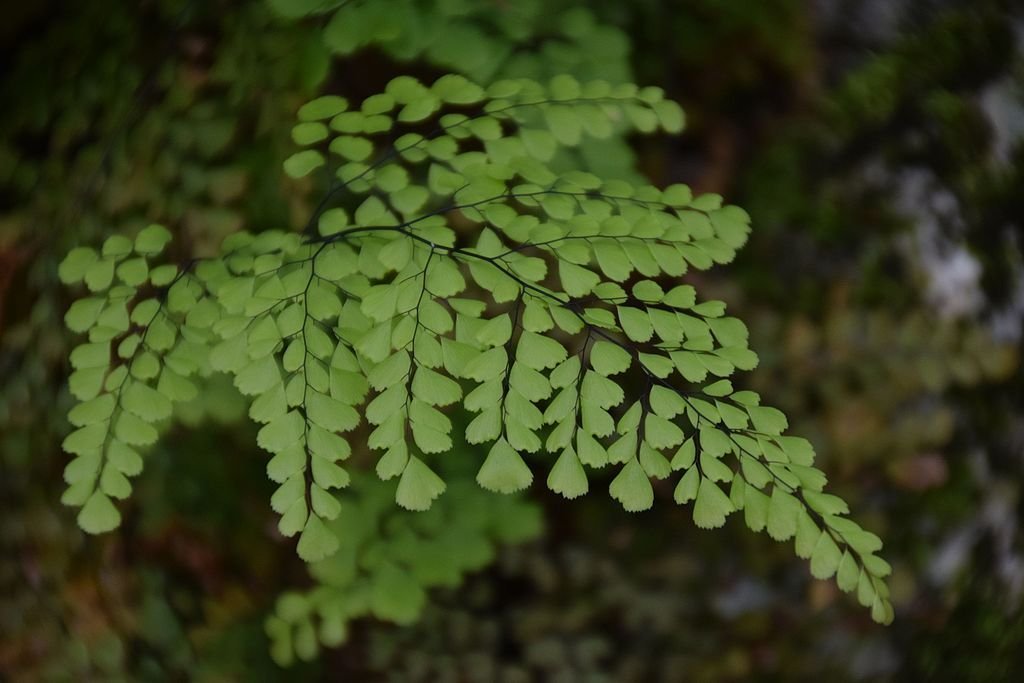 How to plant Evergreen maidenhair (Adiantum venustum) - Dear Plants