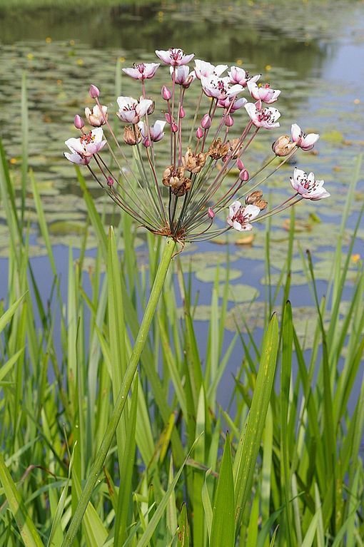 How to plant Flowering rush (Butomus umbellatus) - Dear Plants