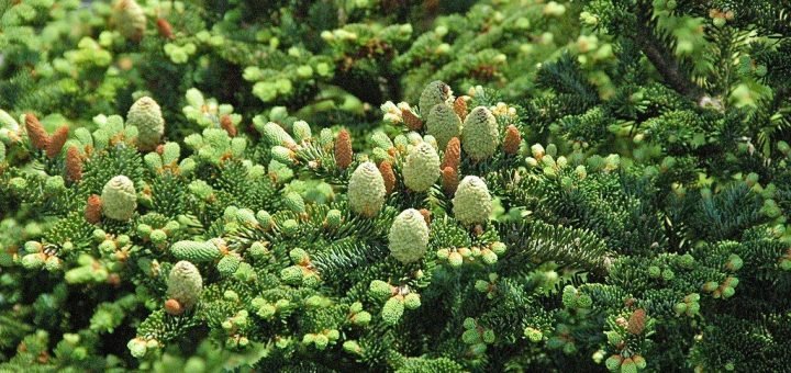 Abies Genus - Dear Plants