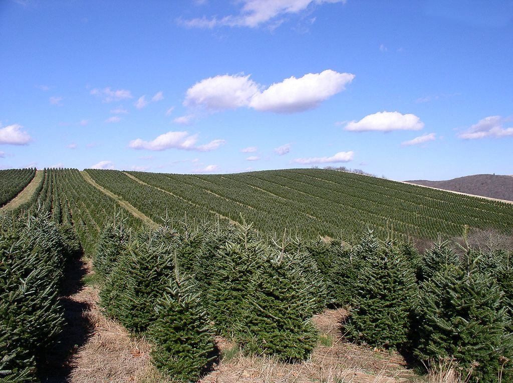 How to plant Fraser fir (Abies fraseri) - Dear Plants