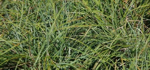 Remote sedge (Carex remota) - growing guides
