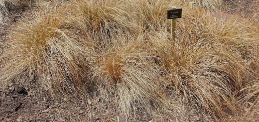 How to plant Mace sedge (Carex grayi) - Dear Plants