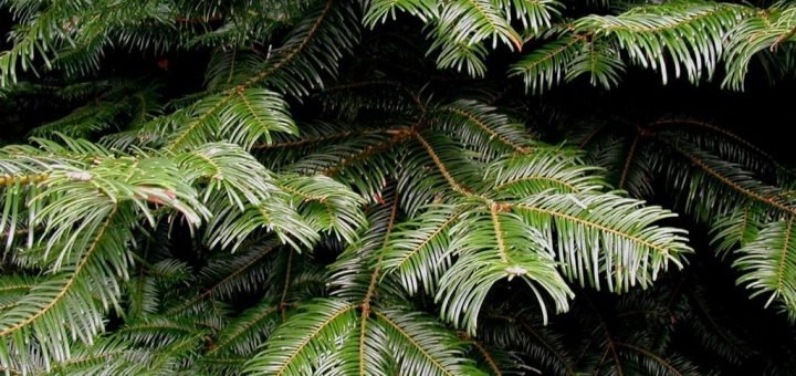 Abies Genus - Dear Plants