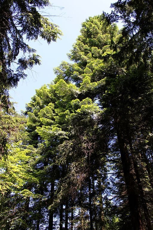 How to plant Grand fir (Abies grandis) - Dear Plants