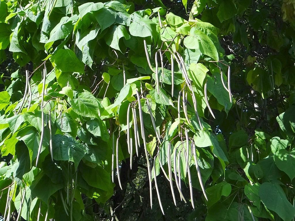 How to plant Indian bean tree (Catalpa bignonioides) - Dear Plants