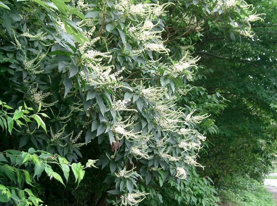 How to plant Japanese clethra (Clethra barbinervis) - Dear Plants