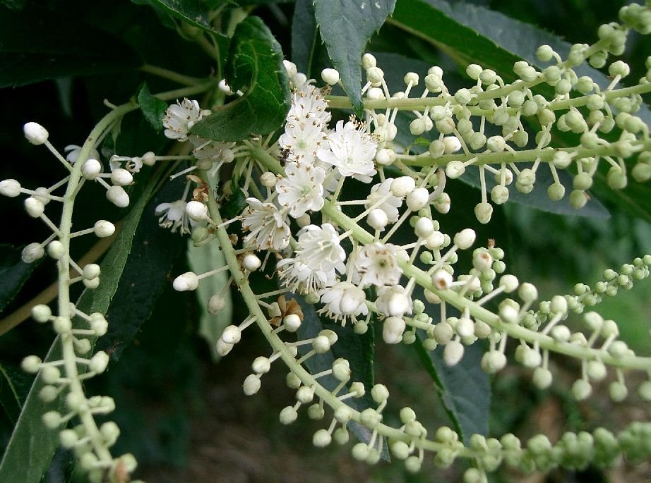 How to plant Japanese clethra (Clethra barbinervis) - Dear Plants