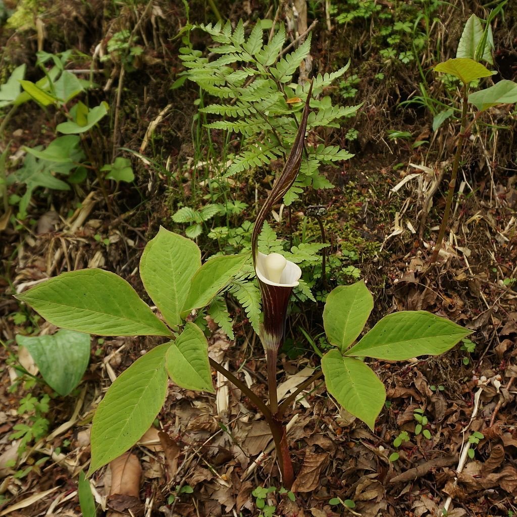 How to plant Japanese cobra lily (Arisaema sikokianum) - Dear Plants