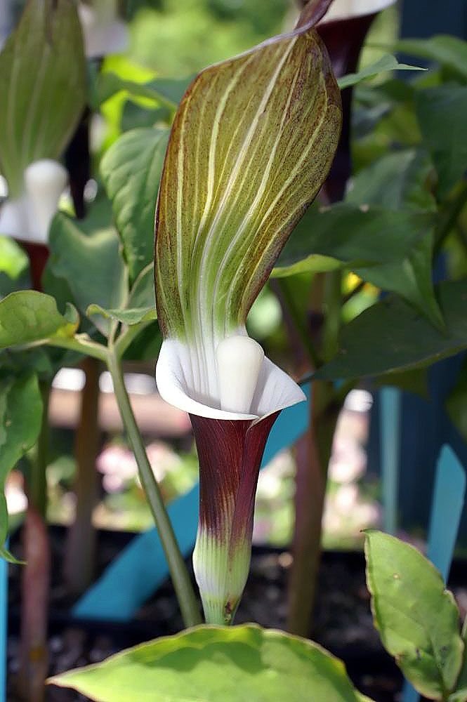 How to plant Japanese cobra lily (Arisaema sikokianum) - Dear Plants
