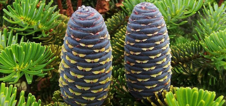 Abies Genus - Dear Plants