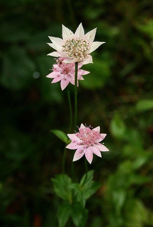 How to plant Largest masterwort (Astrantia maxima) - Dear Plants