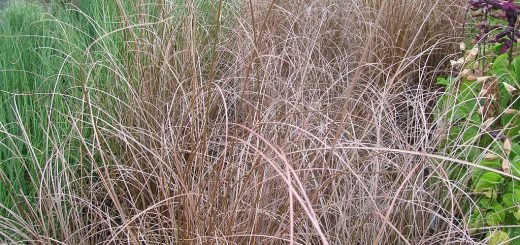How to plant Mace sedge (Carex grayi) - Dear Plants