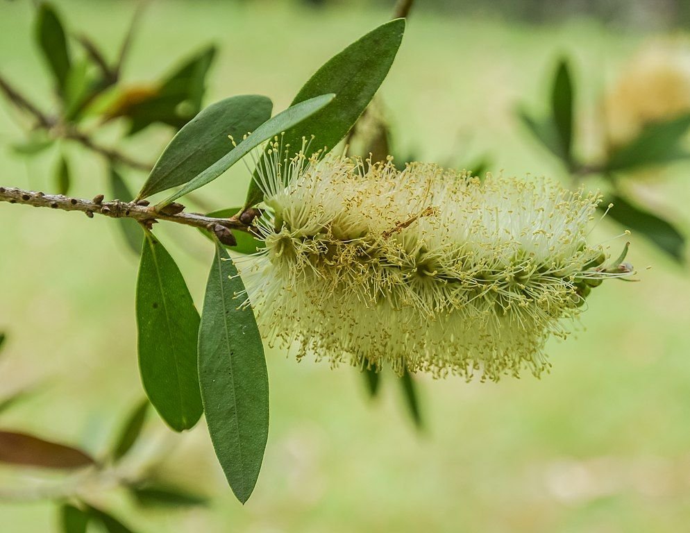 How to plant Lemon bottlebrush (Callistemon pallidus) - Dear Plants