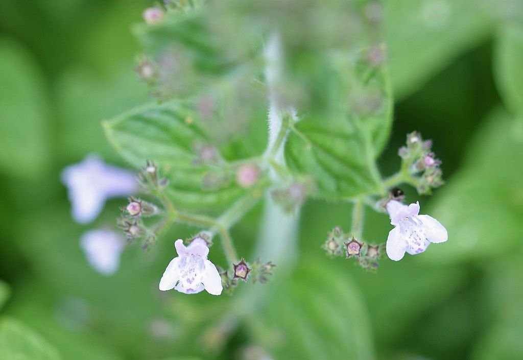 How to plant Lesser calamint (Calamintha nepeta) - Dear Plants