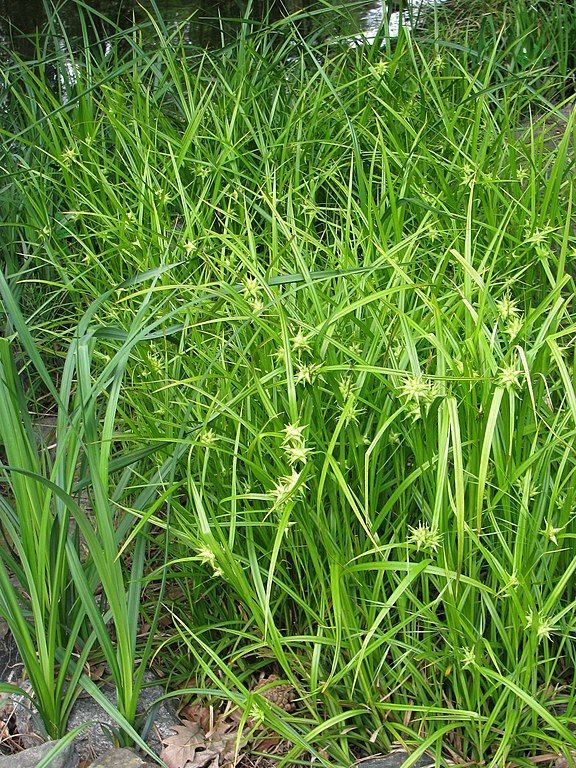 How to plant Mace sedge (Carex grayi) - Dear Plants