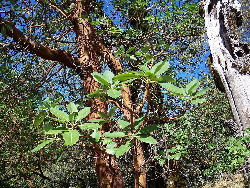 How to plant Madrona (Arbutus menziesii) - Dear Plants