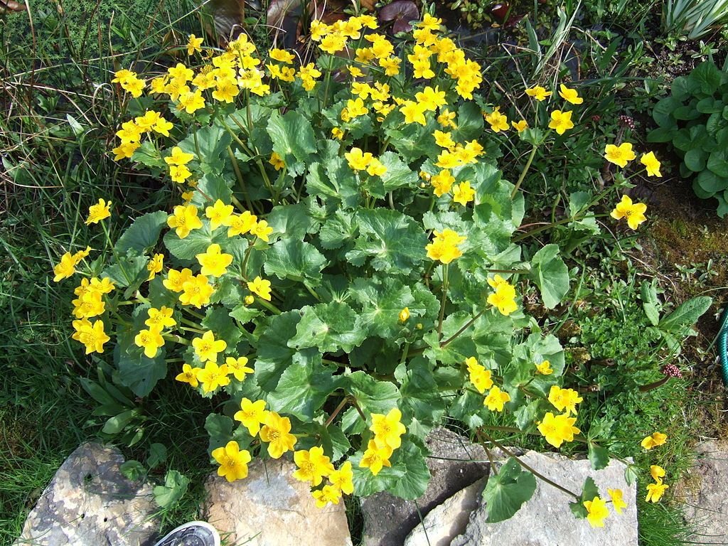 How to plant Marsh marigold (Caltha palustris) - Dear Plants
