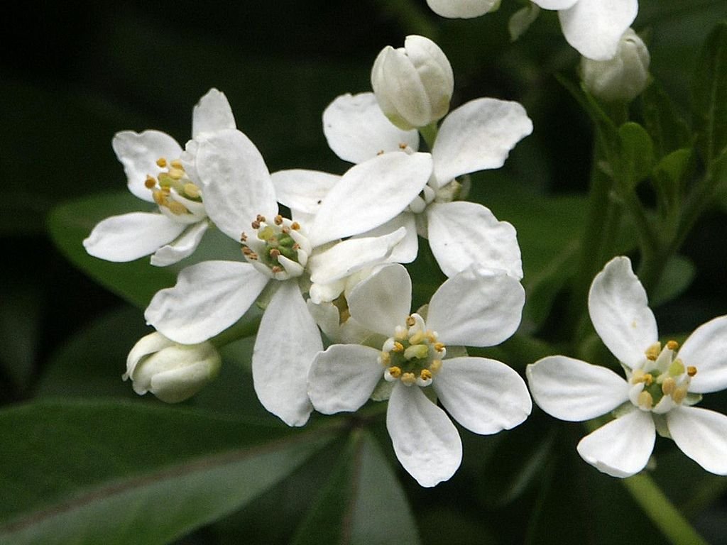 How to plant Mexican orange blossom (Choisya ternata) - Dear Plants