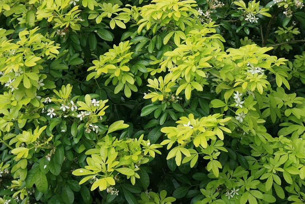 How to plant Mexican orange blossom (Choisya ternata) - Dear Plants