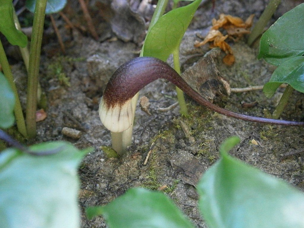 How to plant Mouse plant (Arisarum proboscideum) - Dear Plants